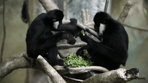 Sibling Rivalry Fighting GIF by Brookfield Zoo - Find & Share on GIPHY