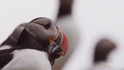 Puffin GIF by Nat Geo Wild - Find & Share on GIPHY
