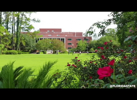 Florida State University GIF - Find & Share on GIPHY