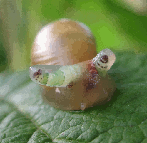 Crazy Eyes Snail GIF - Find & Share on GIPHY