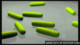 Bacteria GIF - Find & Share on GIPHY
