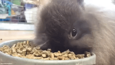 Fun Eating GIF by bendbunnybarn - Find & Share on GIPHY