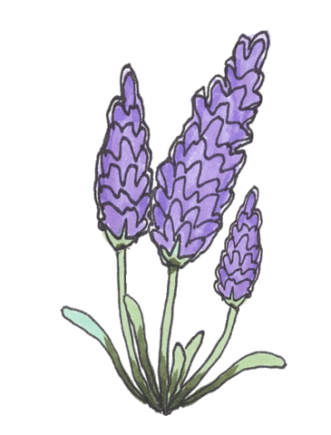 Practical Magic Lavender Sticker by Pretty Whiskey / Alex Sautter for ...