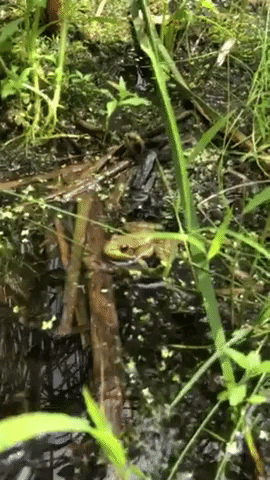 Blink Frog GIF by Riveredge Nature Center - Find & Share on GIPHY
