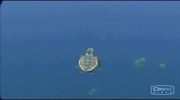 Turtle Hatchlings GIFs - Find & Share on GIPHY