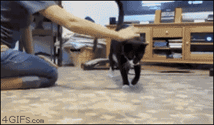 Cat Flips GIF - Find & Share on GIPHY