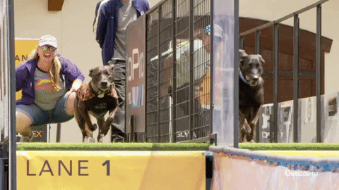 Dog Jumping GIF by Outside TV - Find & Share on GIPHY