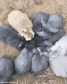 Bunny Eat GIF by bendbunnybarn - Find & Share on GIPHY