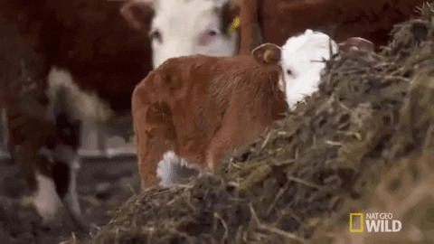 Dr Oakley Yukon Vet Cow GIF by Nat Geo Wild - Find & Share on GIPHY