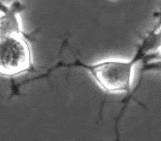 Neuroscience Neurons GIF - Find & Share on GIPHY