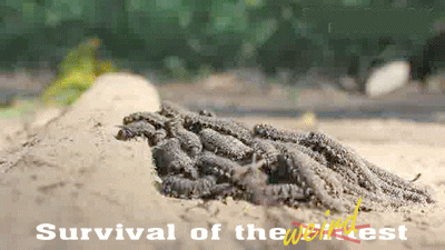 Caterpillars GIF by Cheezburger - Find & Share on GIPHY