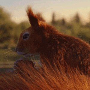 Squirrel Nut GIF by EnBW - Find & Share on GIPHY