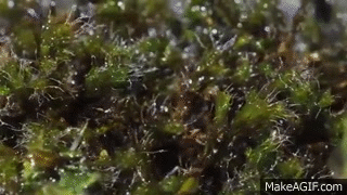 Moss GIF - Find & Share on GIPHY