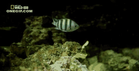 Fish Swimming GIF - Find & Share on GIPHY