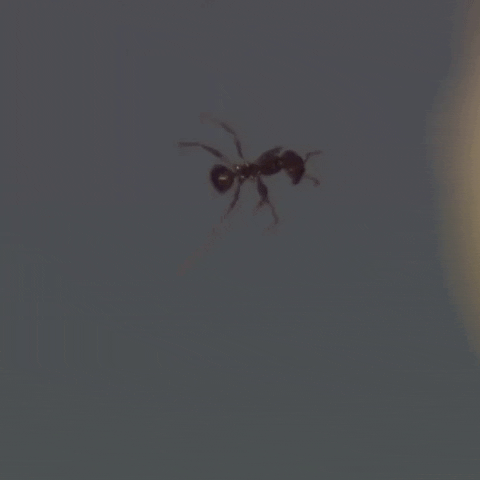 Ants Levitation GIF by euronews - Find & Share on GIPHY