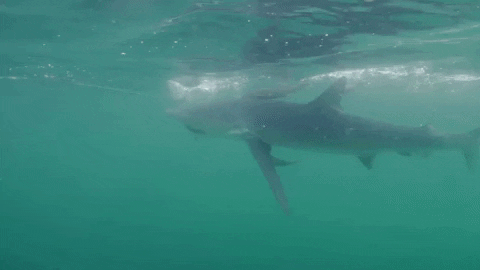 Discovery Dancing GIF by Shark Week - Find & Share on GIPHY