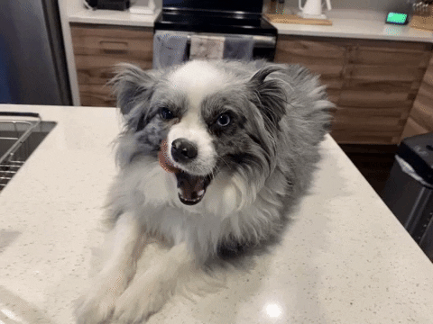 Dog Aussie GIF by Elio - Find & Share on GIPHY