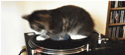 Cat Spinning GIF - Find & Share on GIPHY