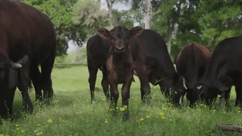 Vegan Cows GIF by Mercy For Animals - Find & Share on GIPHY