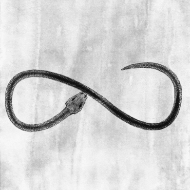 Snake Infinity GIF - Find & Share on GIPHY