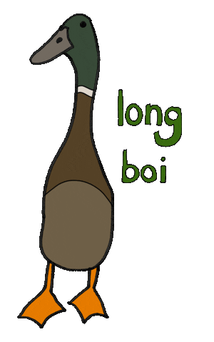 York Uni Duck Sticker by University of York for iOS & Android | GIPHY