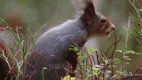 Red Squirrel GIF by Nat Geo Wild - Find & Share on GIPHY