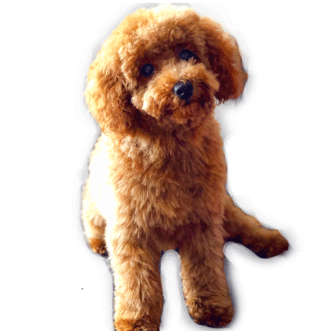 Toy Poodle Dog Sticker by narfsounds for iOS & Android | GIPHY