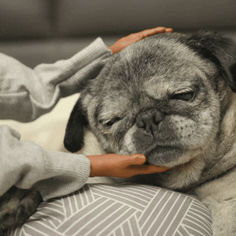 Dog Pug GIF by Rover.com - Find & Share on GIPHY