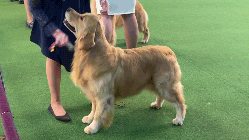 Dog Show GIF by Westminster Kennel Club - Find & Share on GIPHY