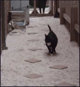 Cat Jumping GIF - Find & Share on GIPHY