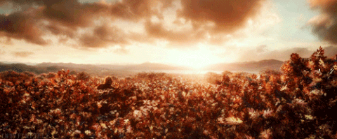 Sunlight GIF - Find & Share on GIPHY