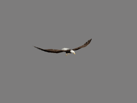 Eagle GIF - Find & Share on GIPHY