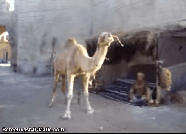 Camel GIF - Find & Share on GIPHY