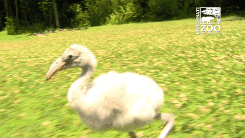 Run Exercise GIF - Find & Share on GIPHY