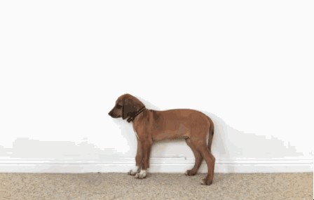 Rhodesian Ridgeback GIFs - Find & Share on GIPHY