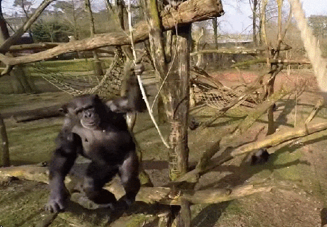 Chimpanzee GIF - Find & Share on GIPHY