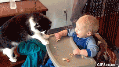 Baby Cat GIF - Find & Share on GIPHY