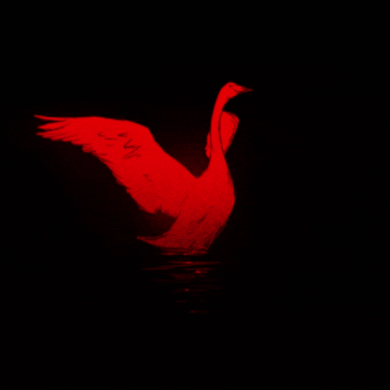 Swan GIF - Find & Share on GIPHY