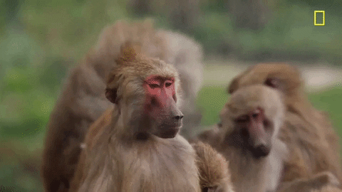 Nat Geo Hostile Planet GIF by National Geographic Channel - Find ...