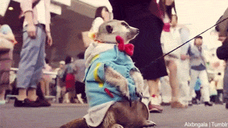 Meerkat GIFs - Get the best GIF on GIPHY