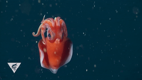 Deep Sea Octopus GIF by Monterey Bay Aquarium - Find & Share on GIPHY