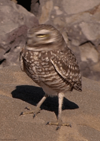 Burrowing Owl Bird GIF by Head Like an Orange - Find & Share on GIPHY
