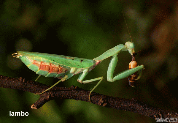 Master Mantis GIF - Find & Share on GIPHY