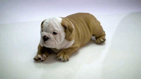 Butler Bulldogs Dog GIF by Butler University - Find & Share on GIPHY