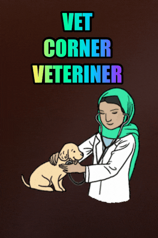 Vetcorner Veteriner GIF - Find & Share on GIPHY