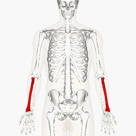 Anatomy GIF - Find & Share on GIPHY