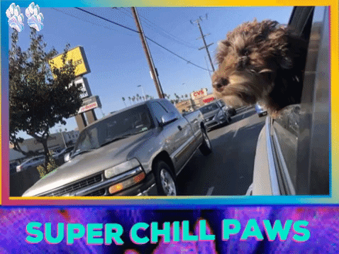 Super Chill Paws GIF - Find & Share on GIPHY
