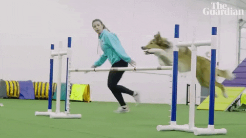 Dog Show GIF by guardian - Find & Share on GIPHY