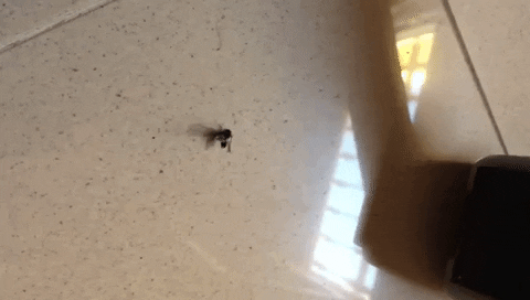 Hoy me ha picado este BICHO/INSECTO - Forocoches