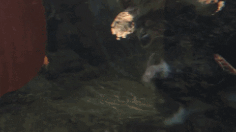 Alligator Snapping Turtle GIFs - Get the best GIF on GIPHY